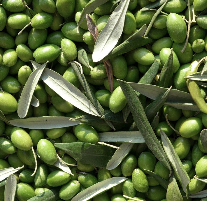 Oleocanthal & Polyphenol Benefits | Thousand Olives Capsules